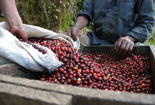 Finca Simbi - CAFÉ DE FINCA - Café de especialidad en microlote y ...